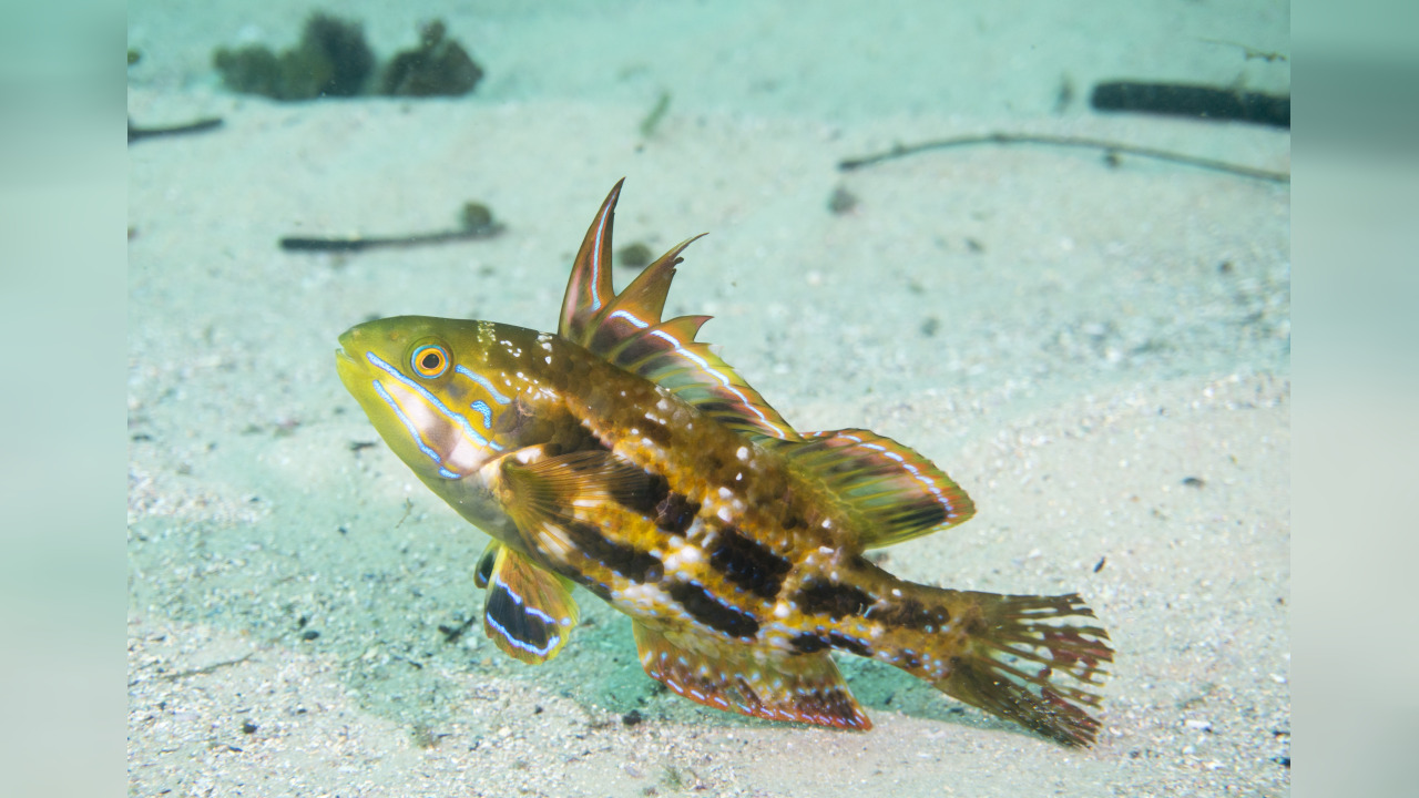 Odax acroptilus Rainbow cale, Rainbow Fish, Marine Rainbowfish