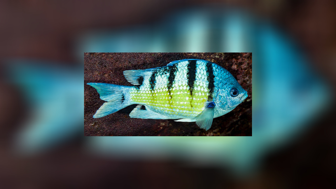 Abudefduf abdominalis Green damselfish