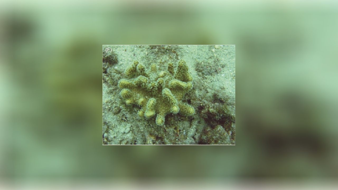 Lobophytum crassum Fingerlederkoralle