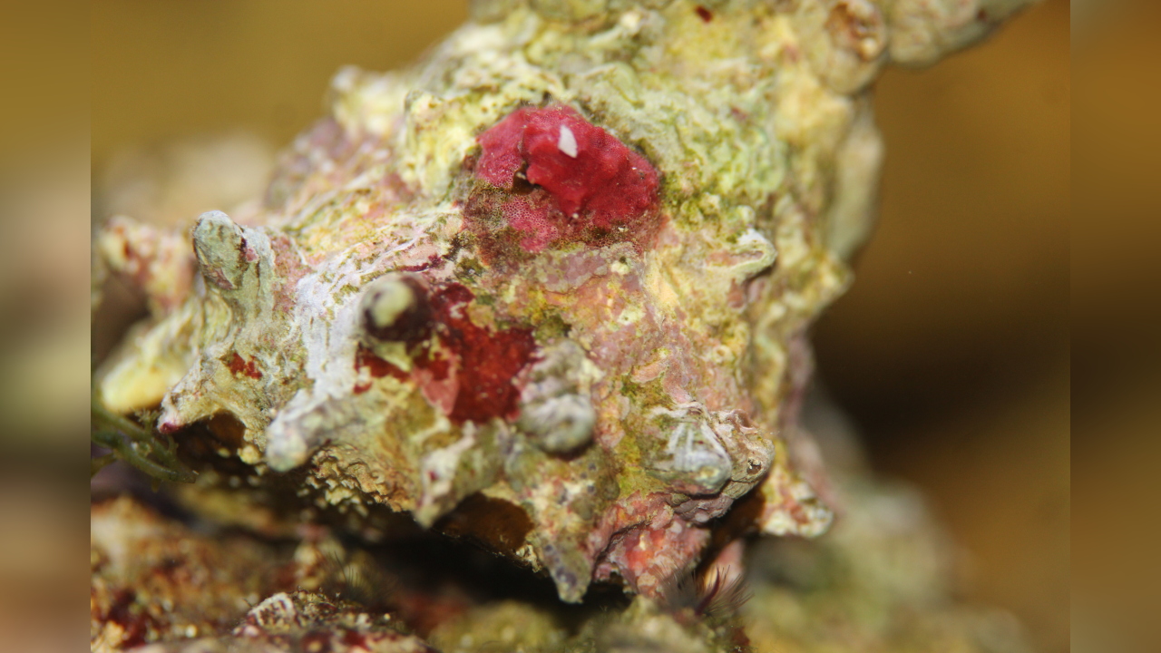 Homotrema rubrum Foraminifera