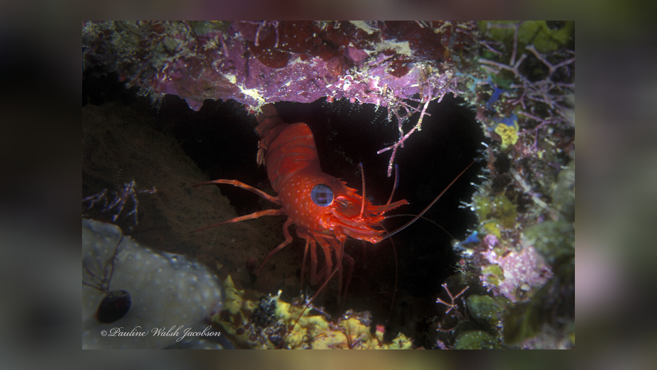 Cinetorhynchus manningi Manning Hingebeak, red night shrimp