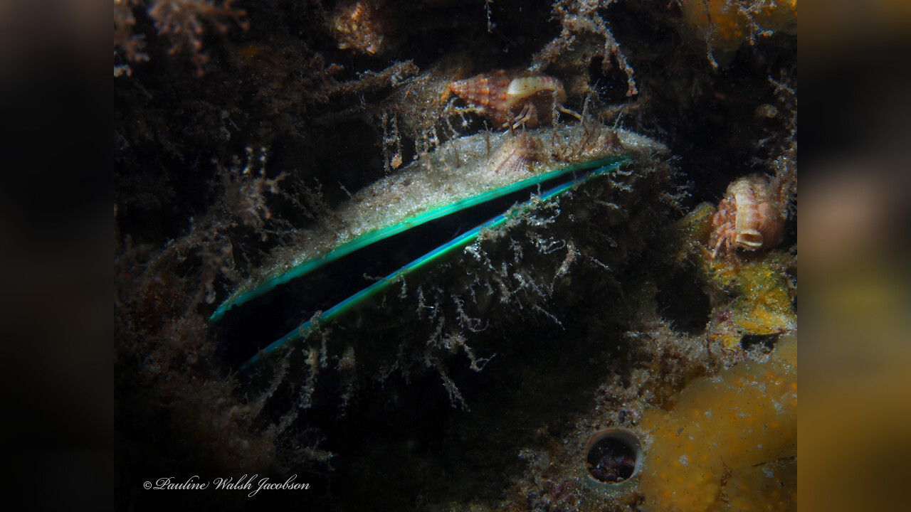 Perna viridis Grüne Miesmuschel