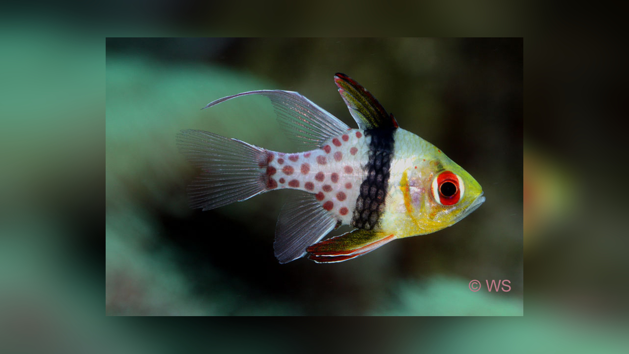 Sphaeramia nematoptera Pajama Cardinalfish, Polka-dot Cardinalfish ...