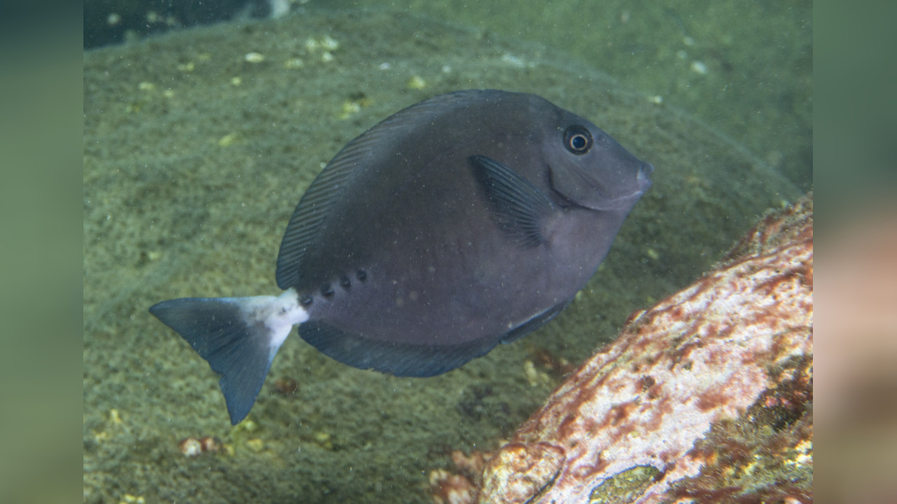 Prionurus microlepidotus Sawtail, Sawtail Surgeonfish, Sixplate Sawtail