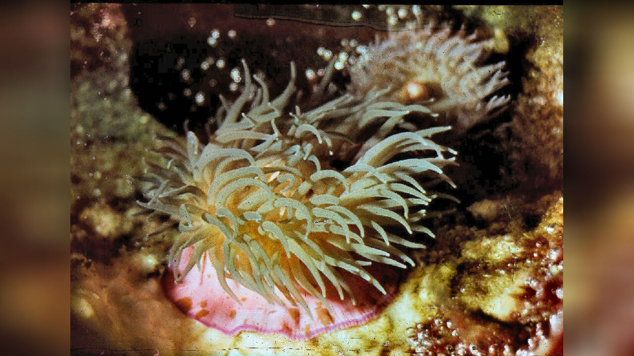 Actinia equina Pferdeaktinie, Purpurrose, Erdbeerrose