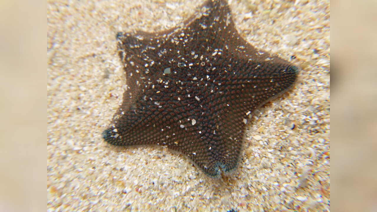 Patiriella regularis Kissenseestern