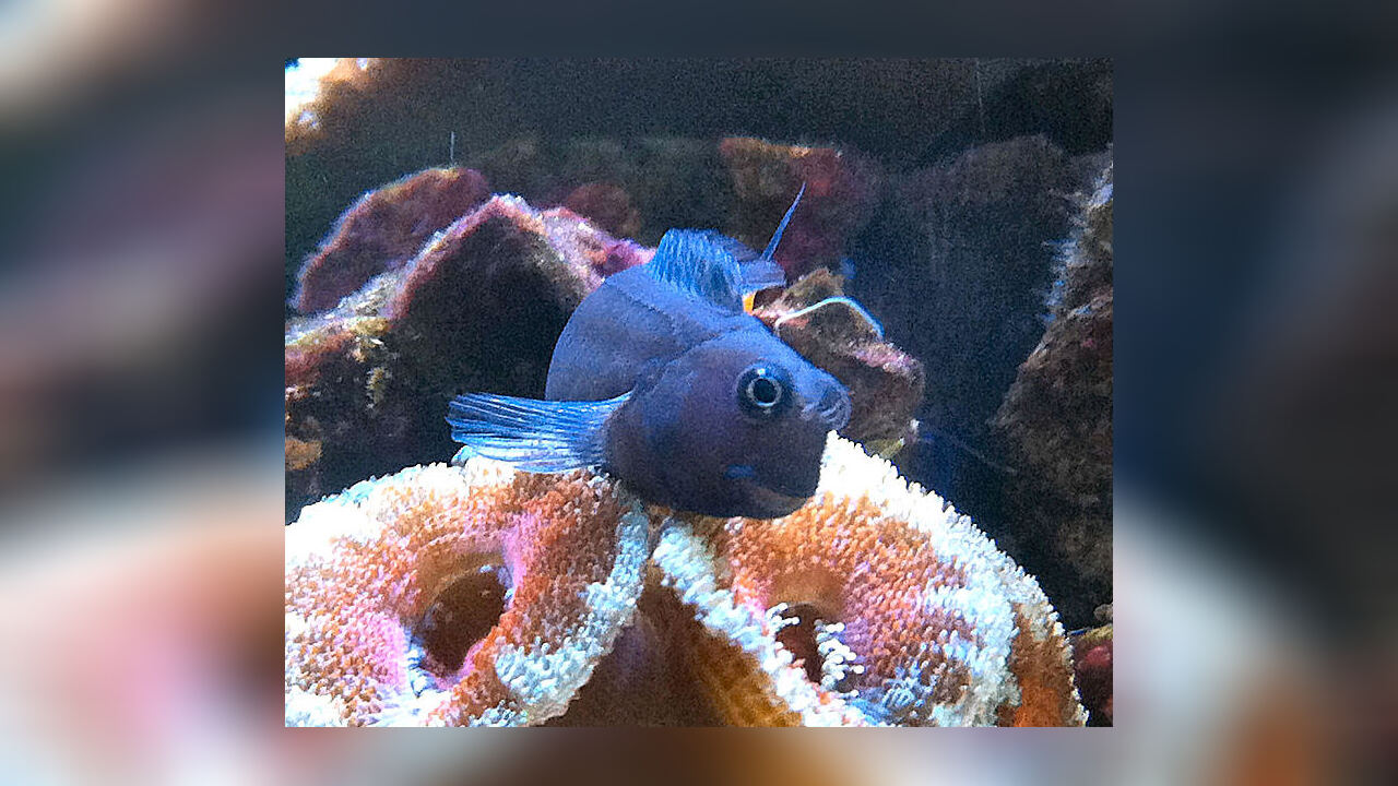 Atrosalarias fuscus Black Blenny, Brown Coral Blenny, Brown Coral ...