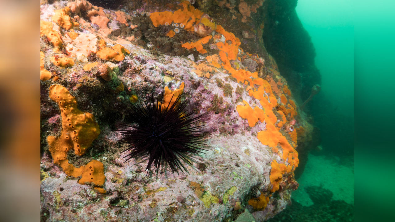 Centrostephanus rodgersii Spiny Sea Urchin , Longspine Sea Urchin ...