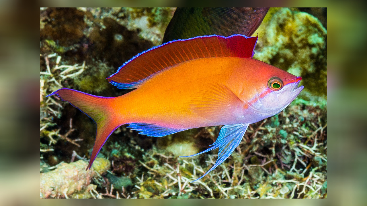 Pseudanthias dispar Fairy basslet, Orange anthias, Peach anthias, Peach ...