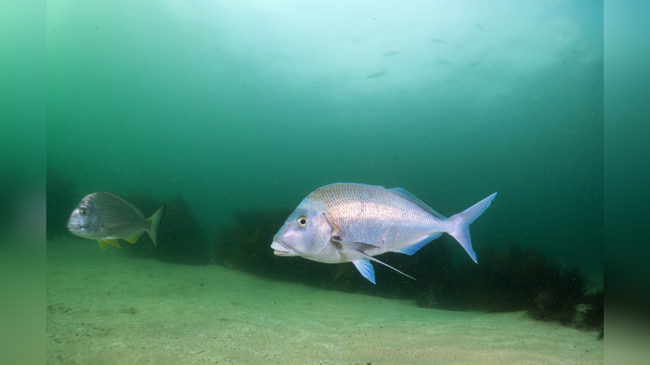 Nemadactylus douglasii Blue Morwong, Butterfish, Douglas Morwong ...