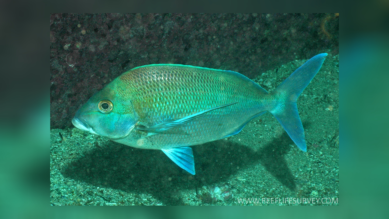 Nemadactylus douglasii Blue Morwong, Butterfish, Douglas Morwong ...