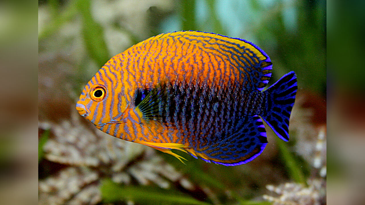 Centropyge potteri Potter's Angel, Potter's Angelfish, Potter's Pygmy ...