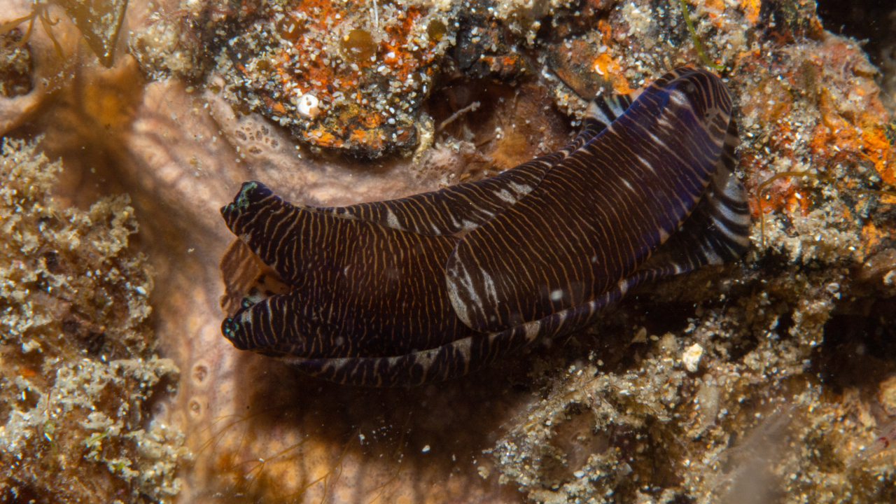 Tubulophilinopsis lineolata Striped Headshield Slug