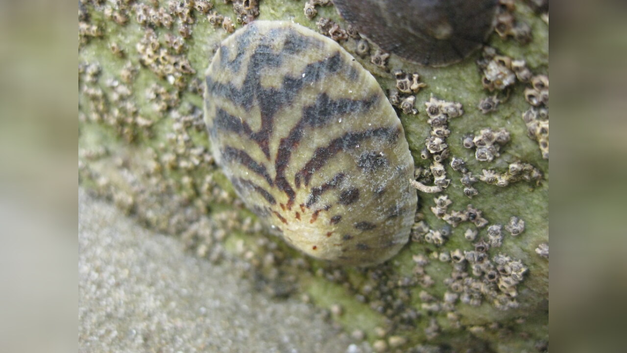 Cellana radians Strahlen-Napfschnecke, Gewöhnliche Neuseeland-Napfschnecke