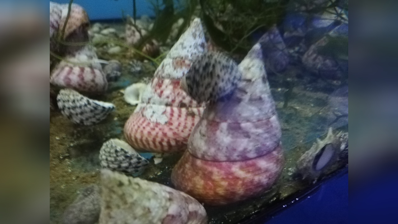 Tectus conus Kegelförmige Kreiselschnecke