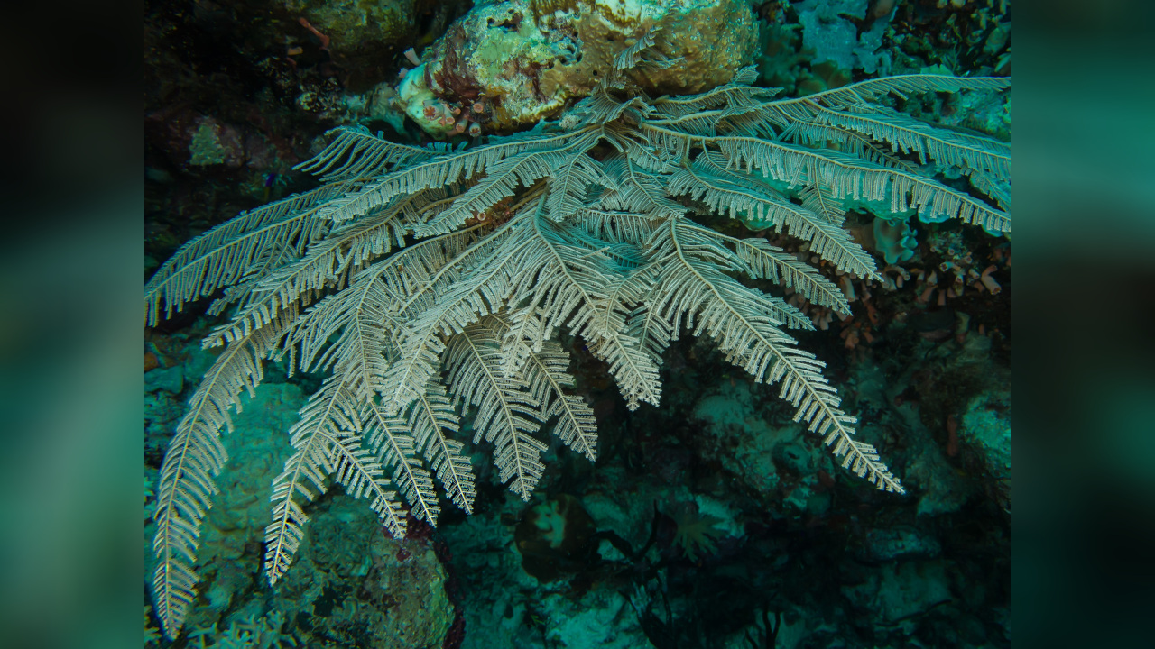 Aglaophenia cupressina Stinging Hydroids