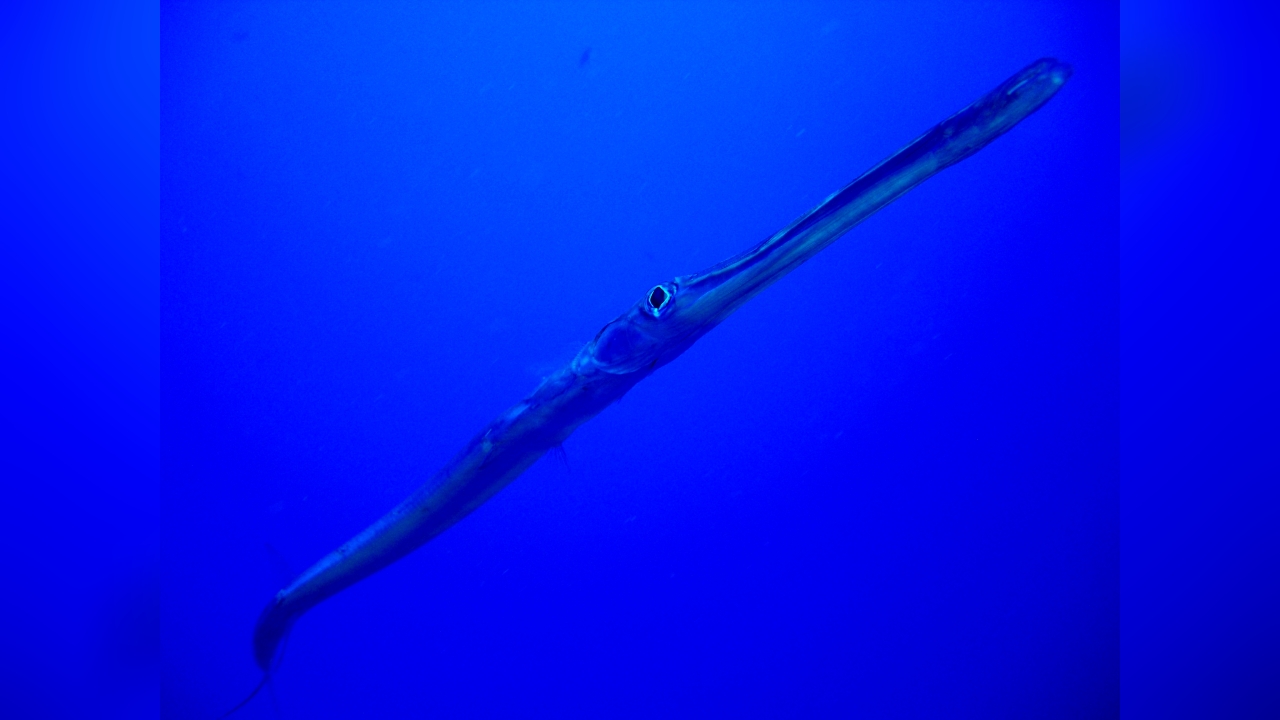 Fistularia corneta Pacific Cornetfish, Deepwater Cornetfish