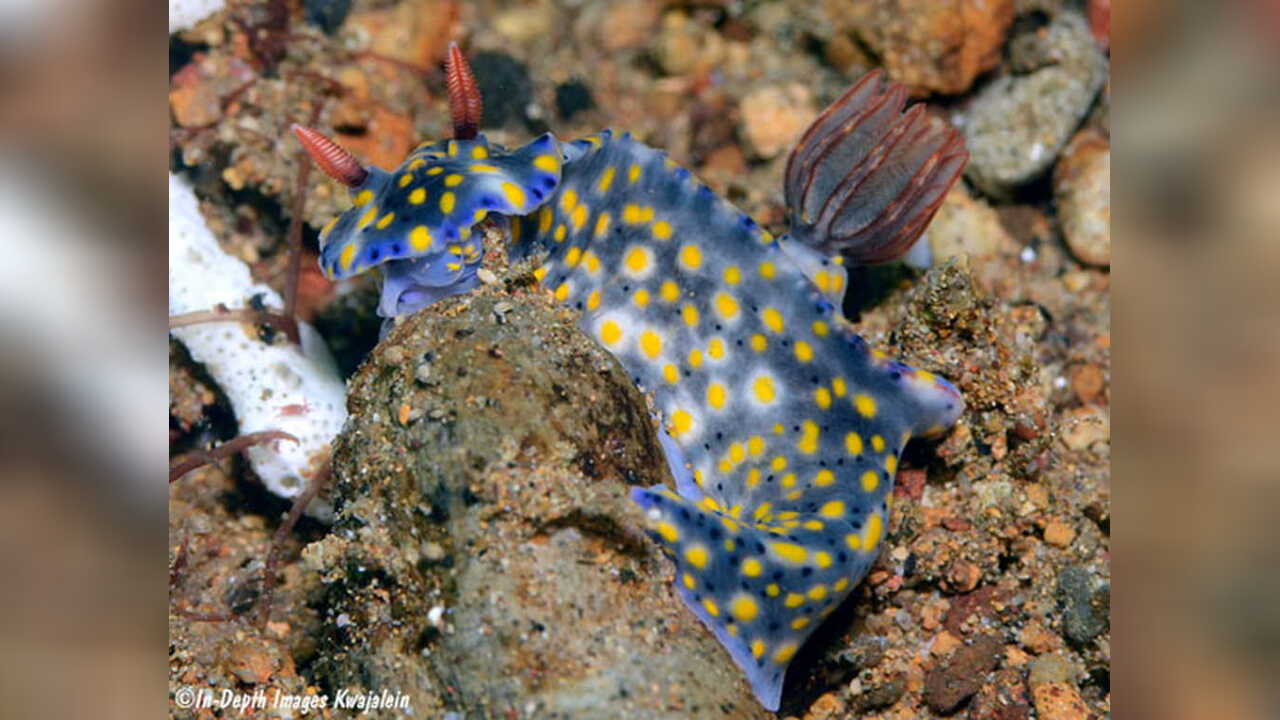 Hypselodoris roo Prachtsternschnecke