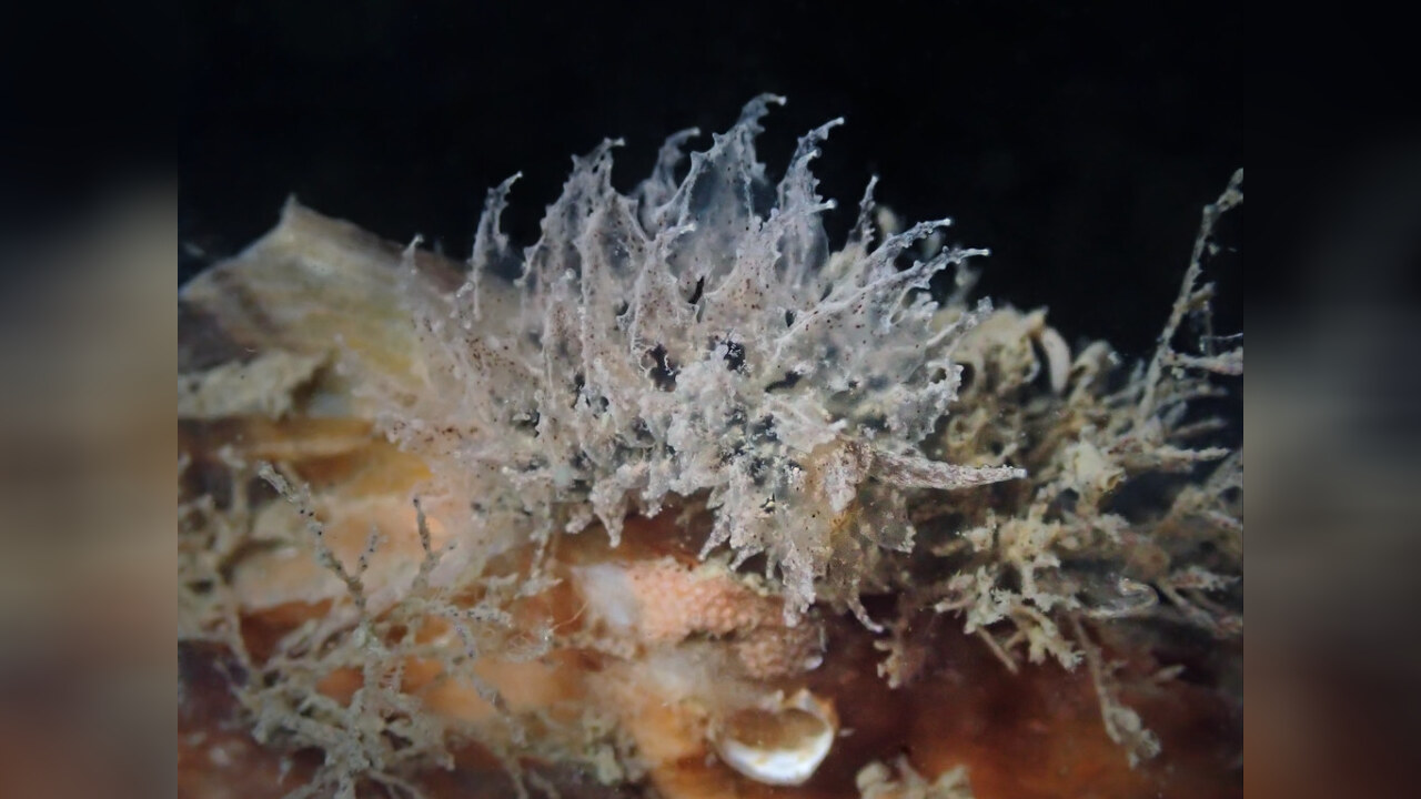 Janolus hyalinus nudibranch