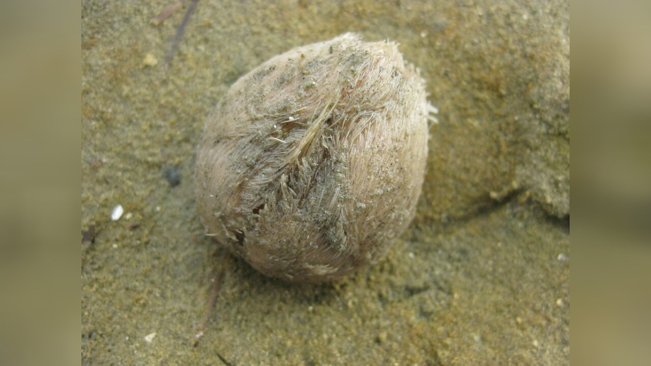 Echinocardium cordatum Cardiac sea potato