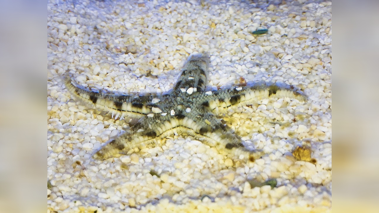 Archaster typicus Grabender Seestern