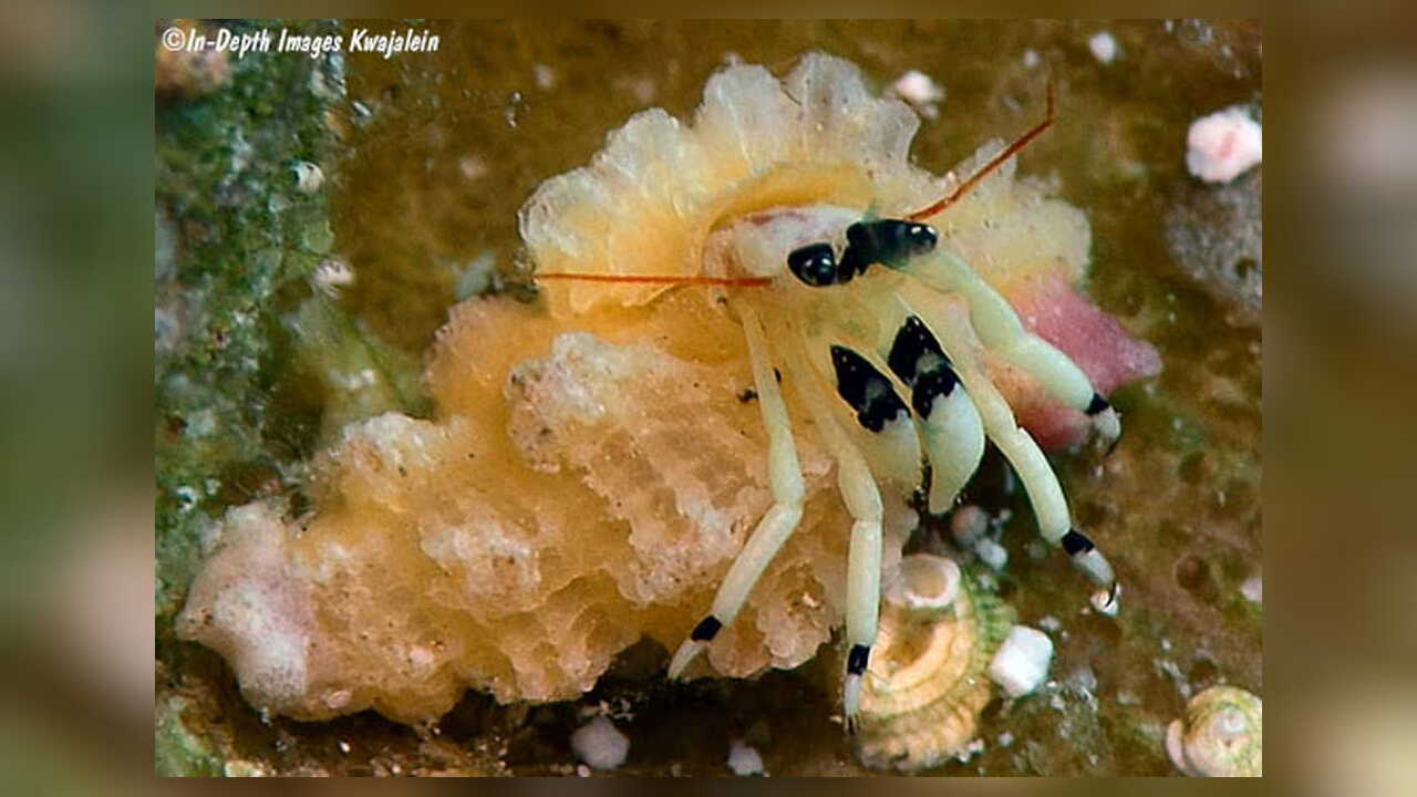 Calcinus guamensis Guam hermit