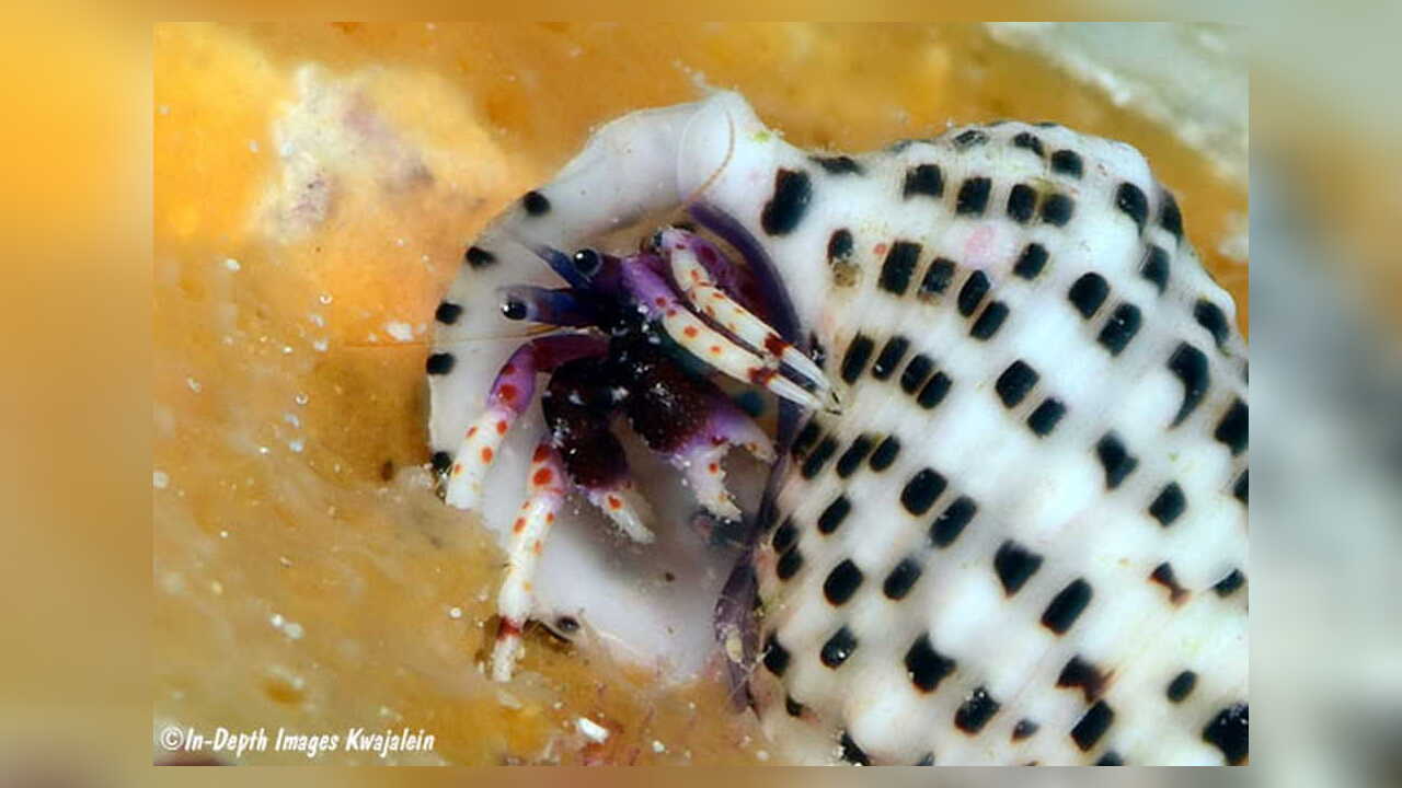 Calcinus haigae Darkglove Hermit Crab
