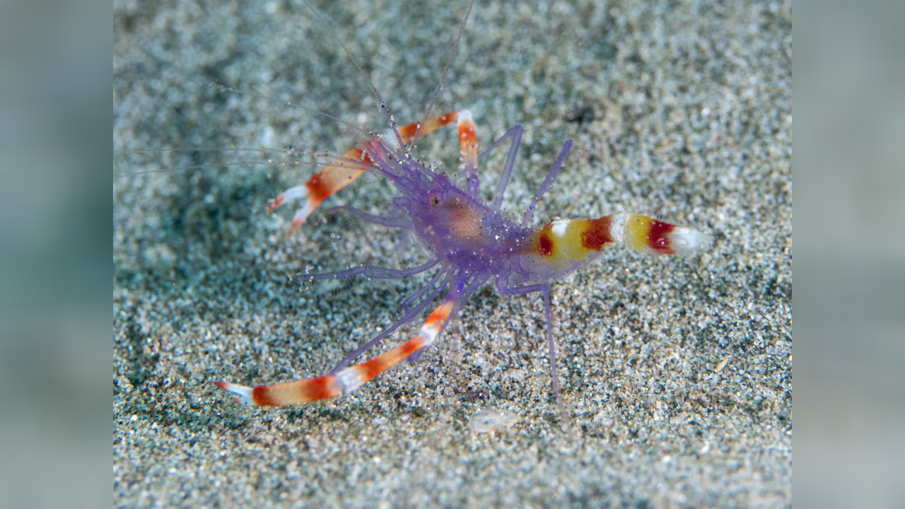 Stenopus tenuirostris Blue Boxer Shrimp, Blue Coral Banded Shrimp