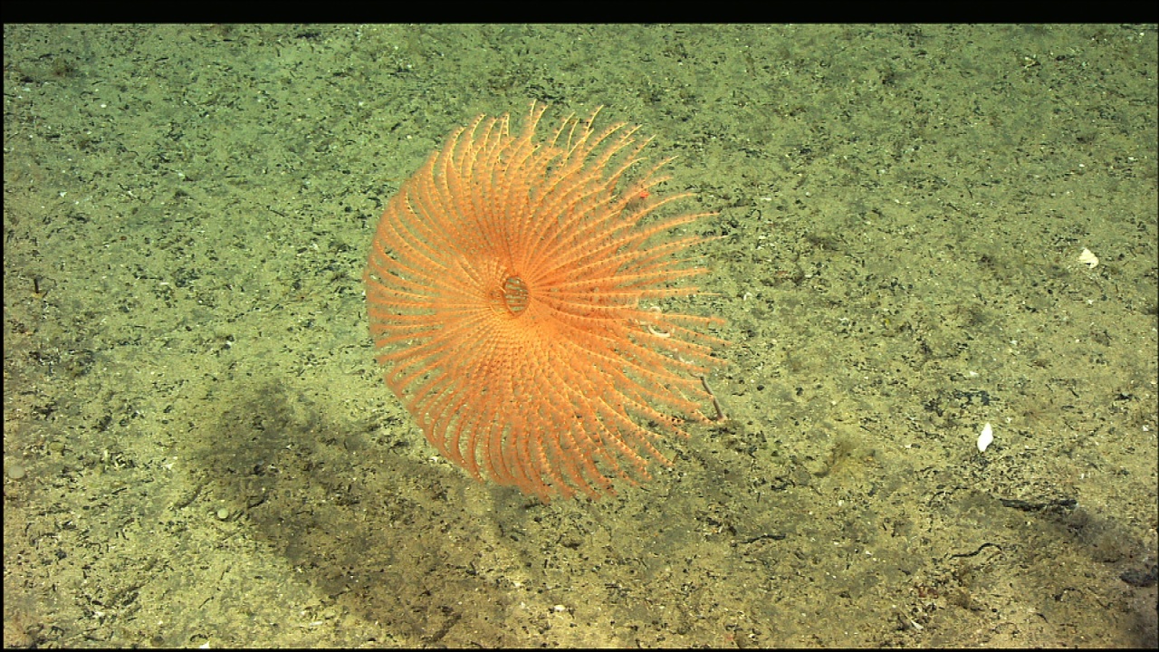 Iridogorgia fontinalis Deep Sea Fan