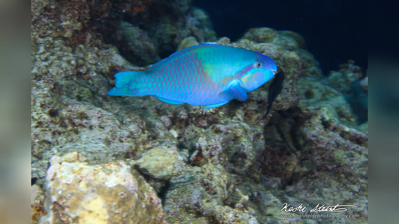 Scarus dimidiatus Yellowbarred parrotfish