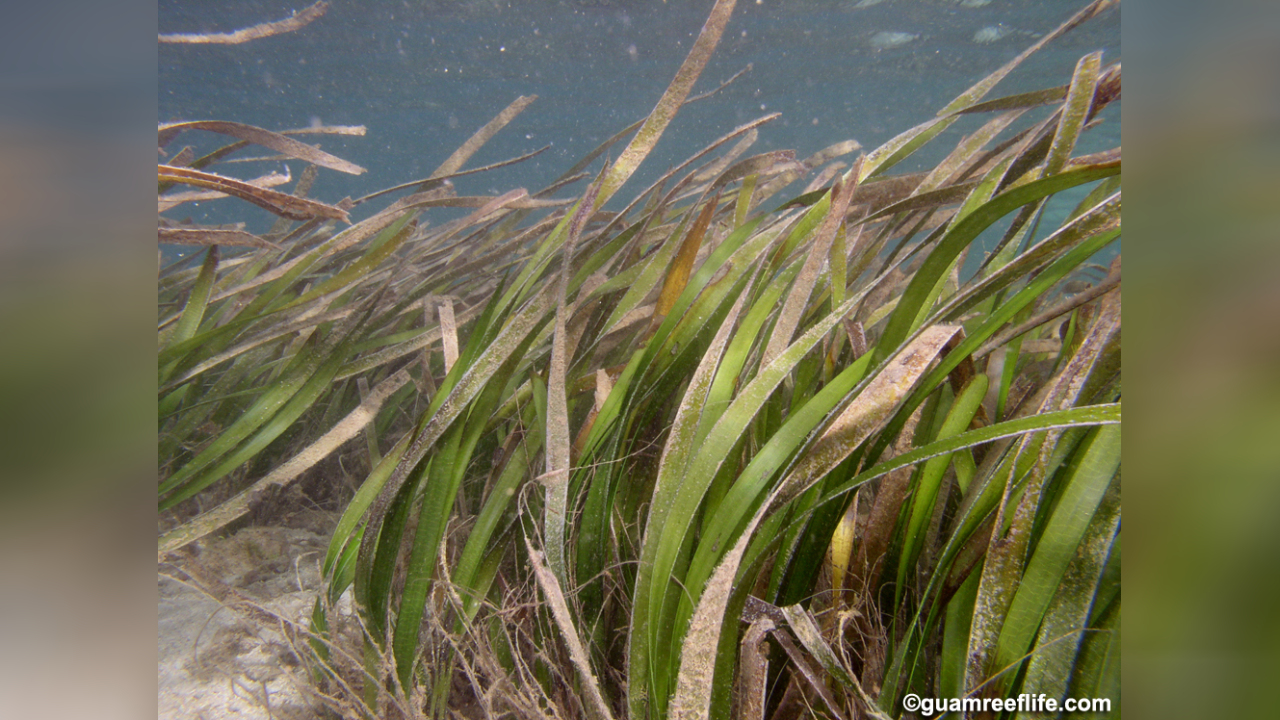 Enhalus acoroides Tape seagrass