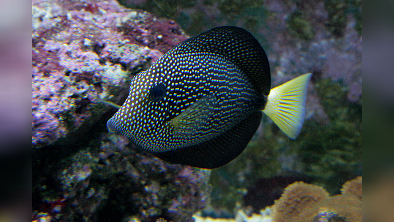 Zebrasoma gemmatum Gem Surgeonfish, Jewelled Tang, Spotted Tang