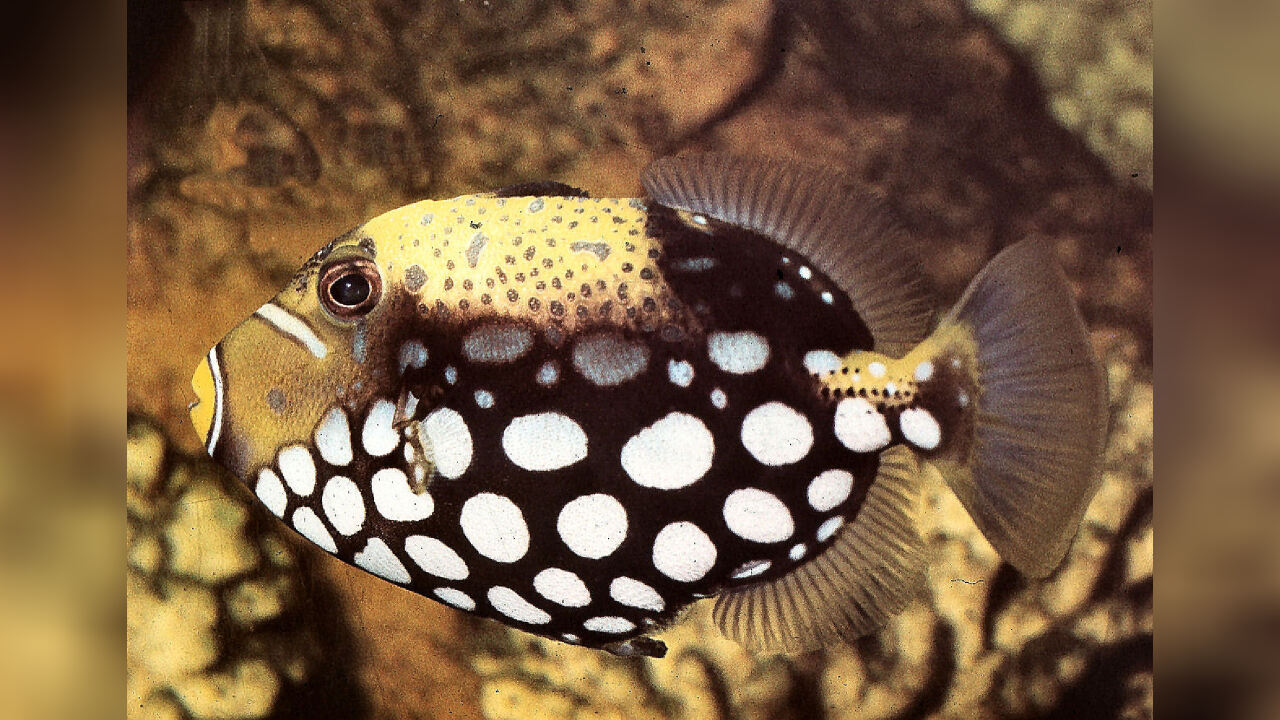 Balistoides conspicillum Big-spotted Triggerfish, Big-spotted Trigger ...