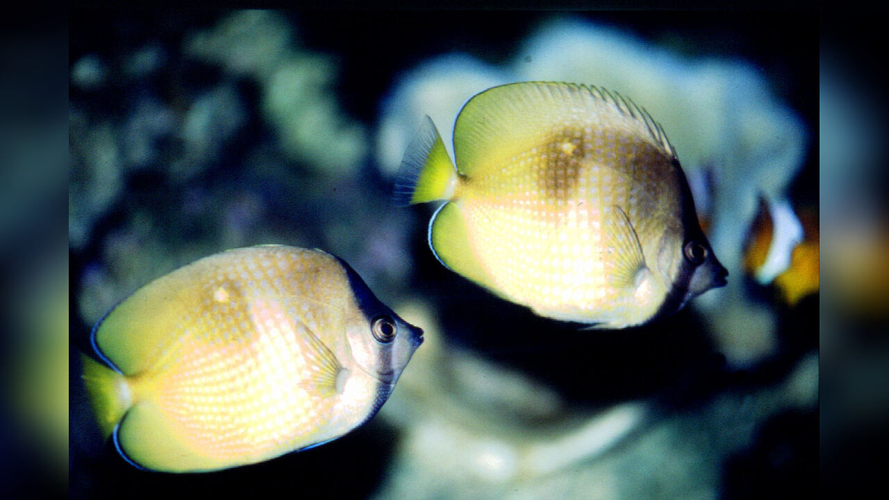 Chaetodon kleinii Blacklip Butterflyfish, Brown Butterflyfish, Klein’s ...