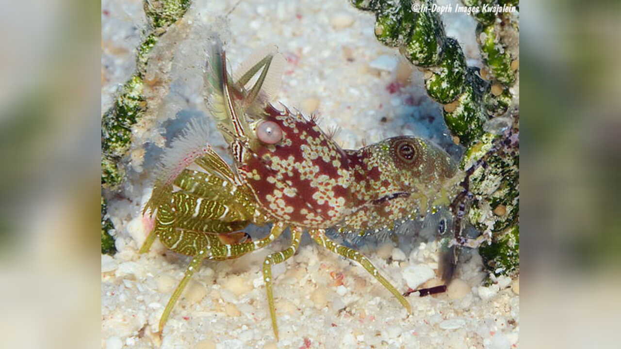 Saron neglectus Eyespot shrimp, Green Marble Shrimp, Spotted marbled shrimp