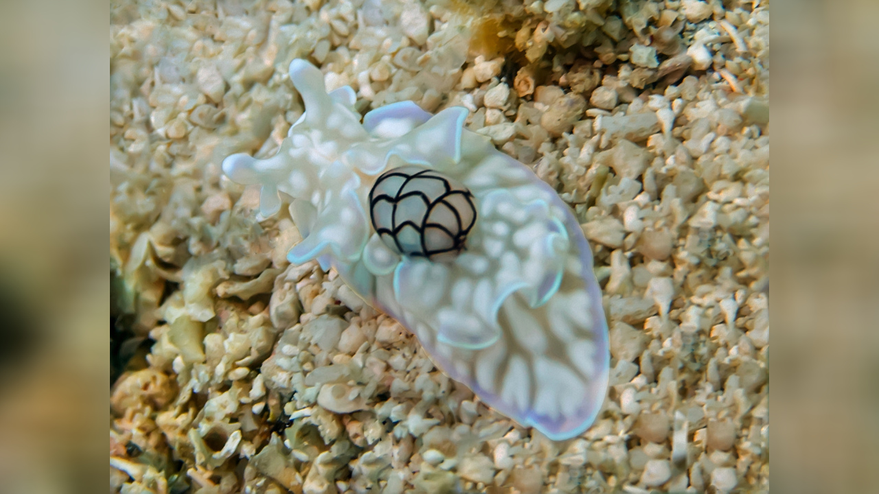 Micromelo undatus Miniature Melo