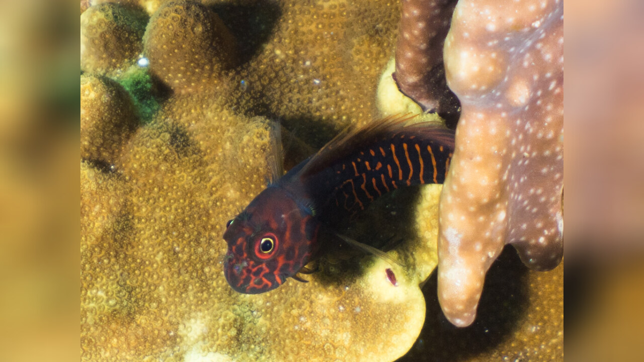 Cirripectes stigmaticus Red-streaked blenny, Ember Blenny, Reticulated ...