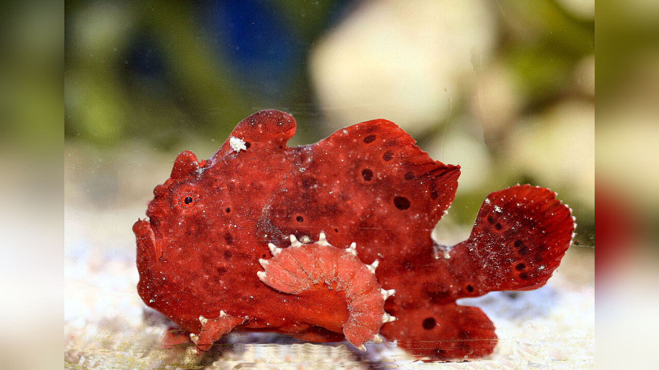 Antennarius commerson Black Angler, Commerson's Frogfish, Giant Frogfish