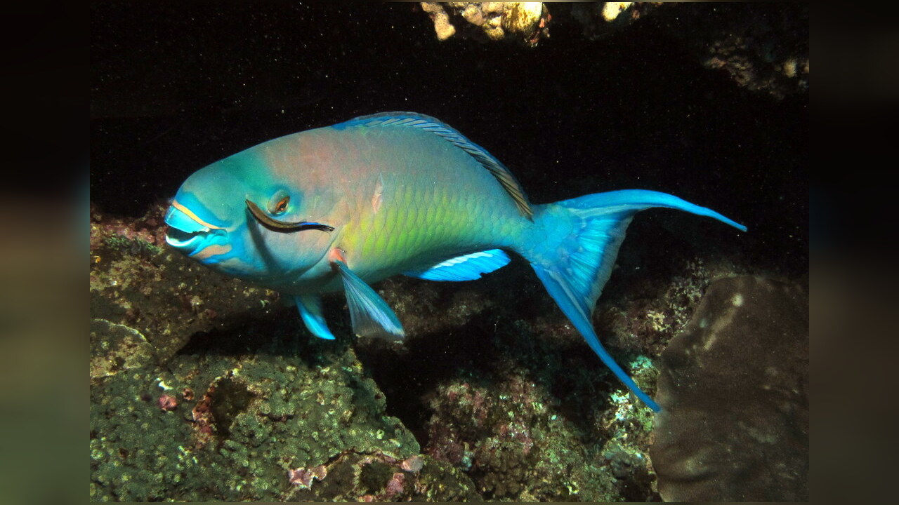 Scarus rubroviolaceus Ember Parrotfish, Black-veined Parrotfish, Half ...