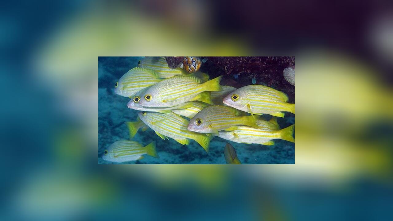 Lutjanus rufolineatus Yellow-lined snapper, Moluccan Seaperch, Yellow ...