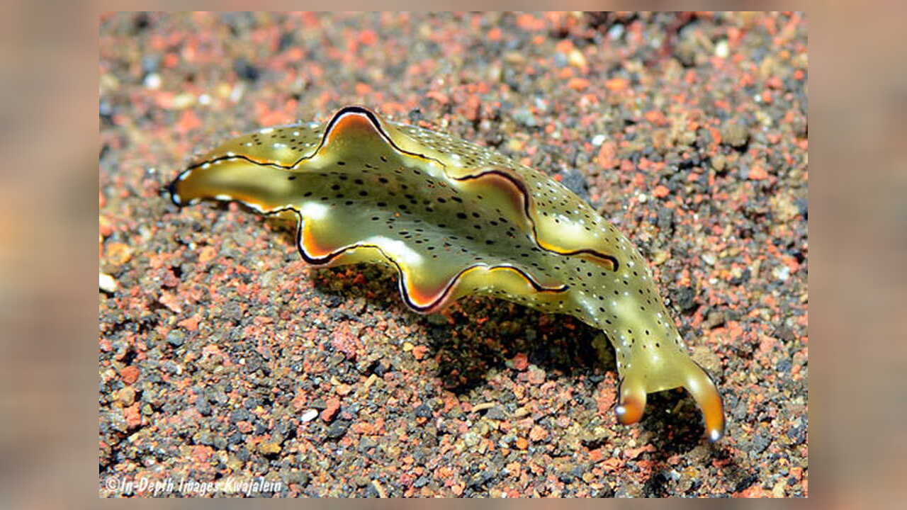 Elysia marginata Dark-margined sapsucking slug