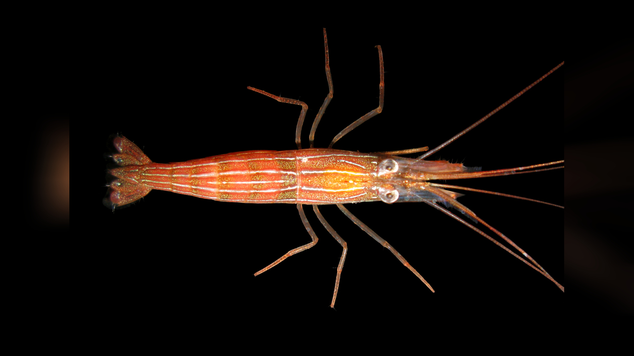 Lysmata ternatensis Ternate Cleaner Shrimp