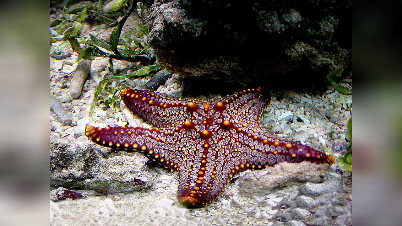 Pentaceraster sp. 04