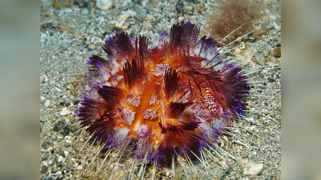 Asthenosoma ijimai Feuer-Seeigel