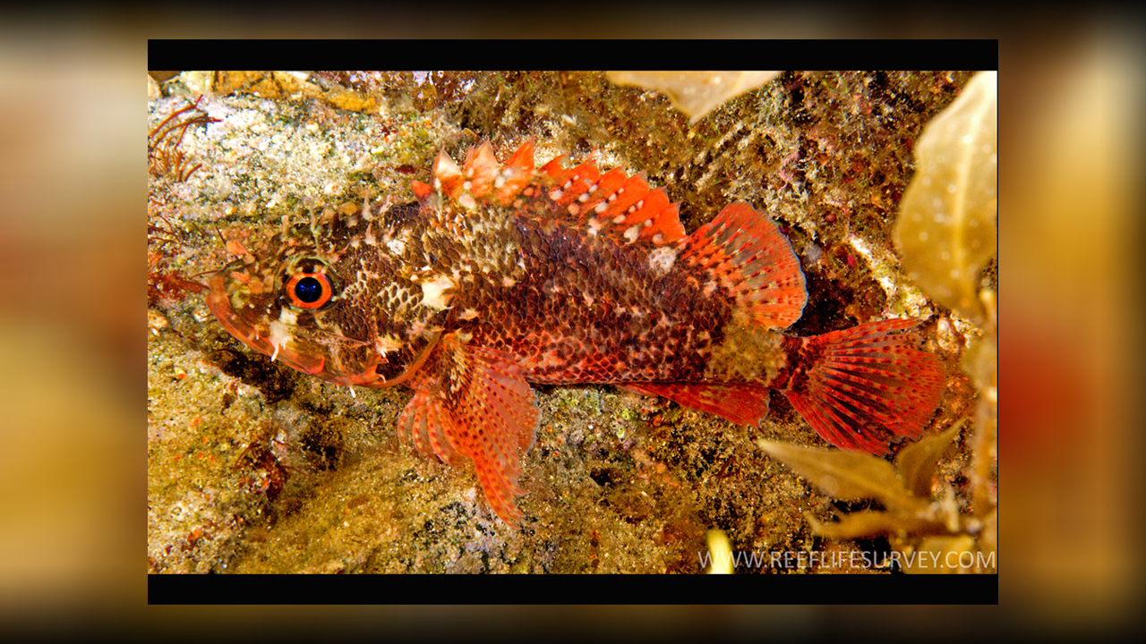 Scorpaenodes scaber Pygmy Rockcod, Pygmy Scorpionfish