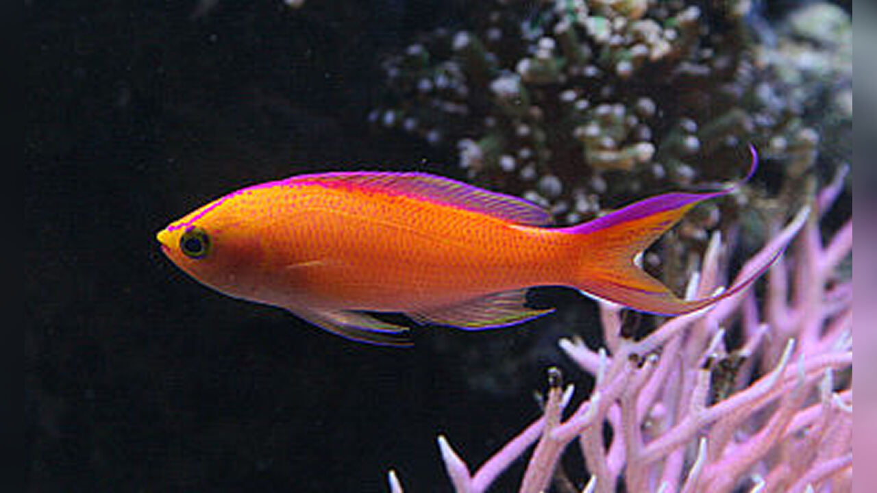 Pseudanthias ignitus Flame anthias