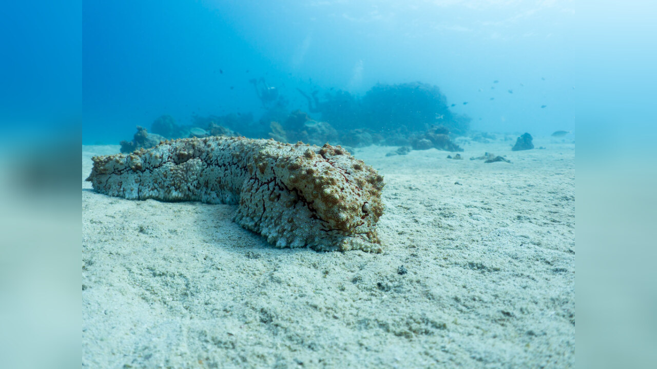 Thelenota anax Amberfish sea cucumber