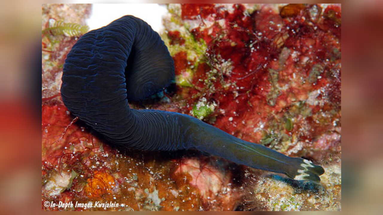 Notospermus tricuspidatus Three-Pointed Ribbon Worm