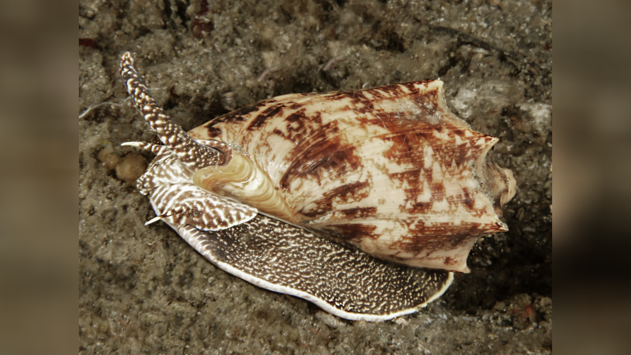 Cymbiola vespertilio Bat Volute
