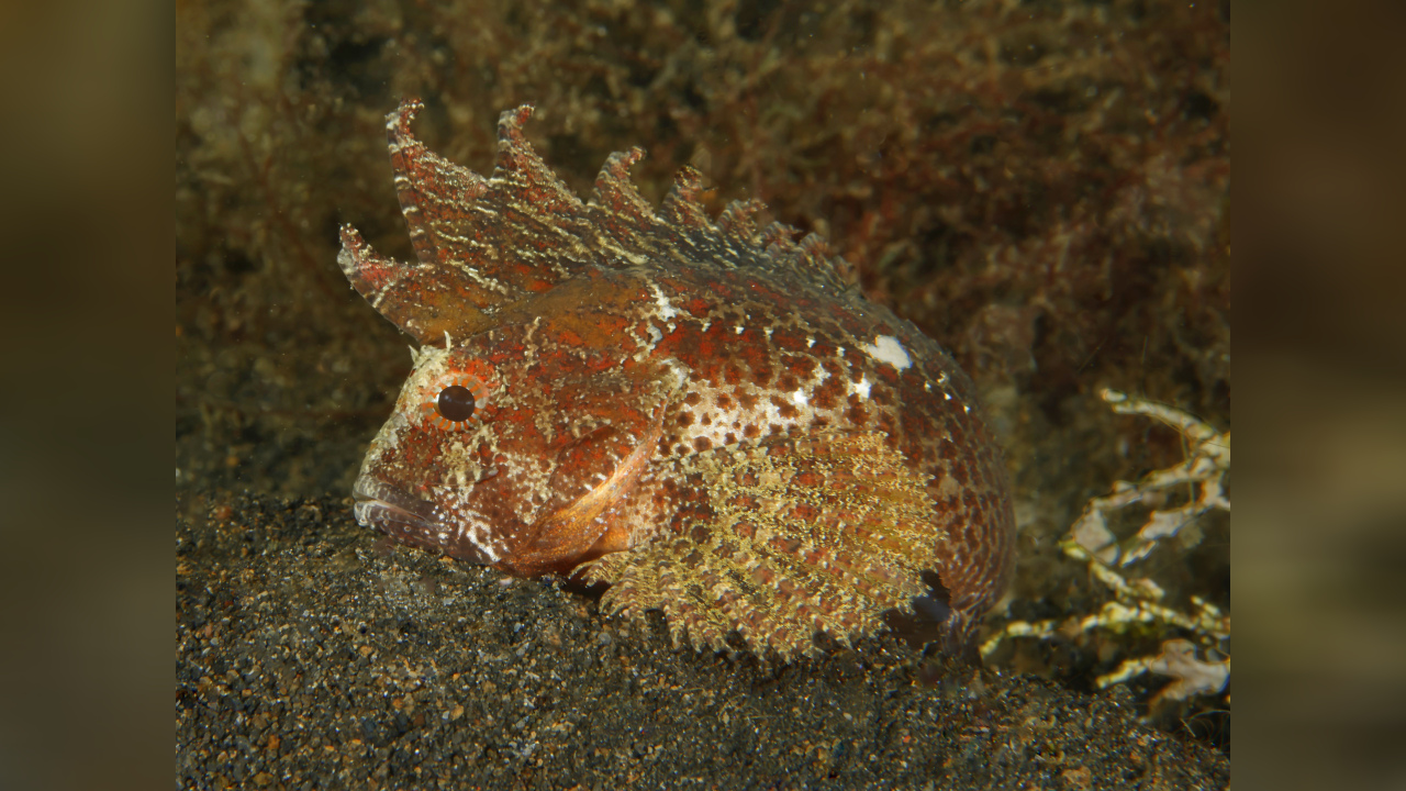 Paracentropogon longispinis Long Spine Wasp Fish, Wispy Waspfish ...